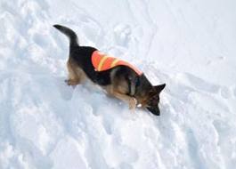 NEWS CORSO PER CANI DA RICERCA